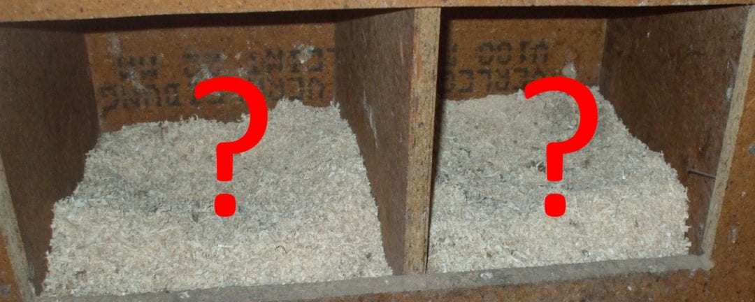 Gibt es Blauleger Hühner? - Wir stellen 3 Rassen vor die blaue Eier legen!