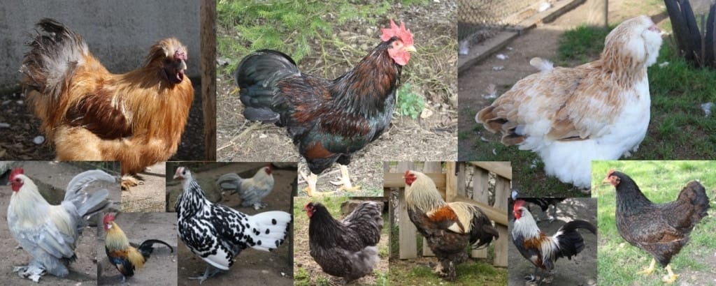 Entenrassen von A-Z - Huehner-Hof.com