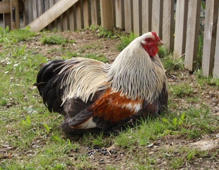 Cochin Hühner: Robuste und sehr friedliche, große Familienhühner