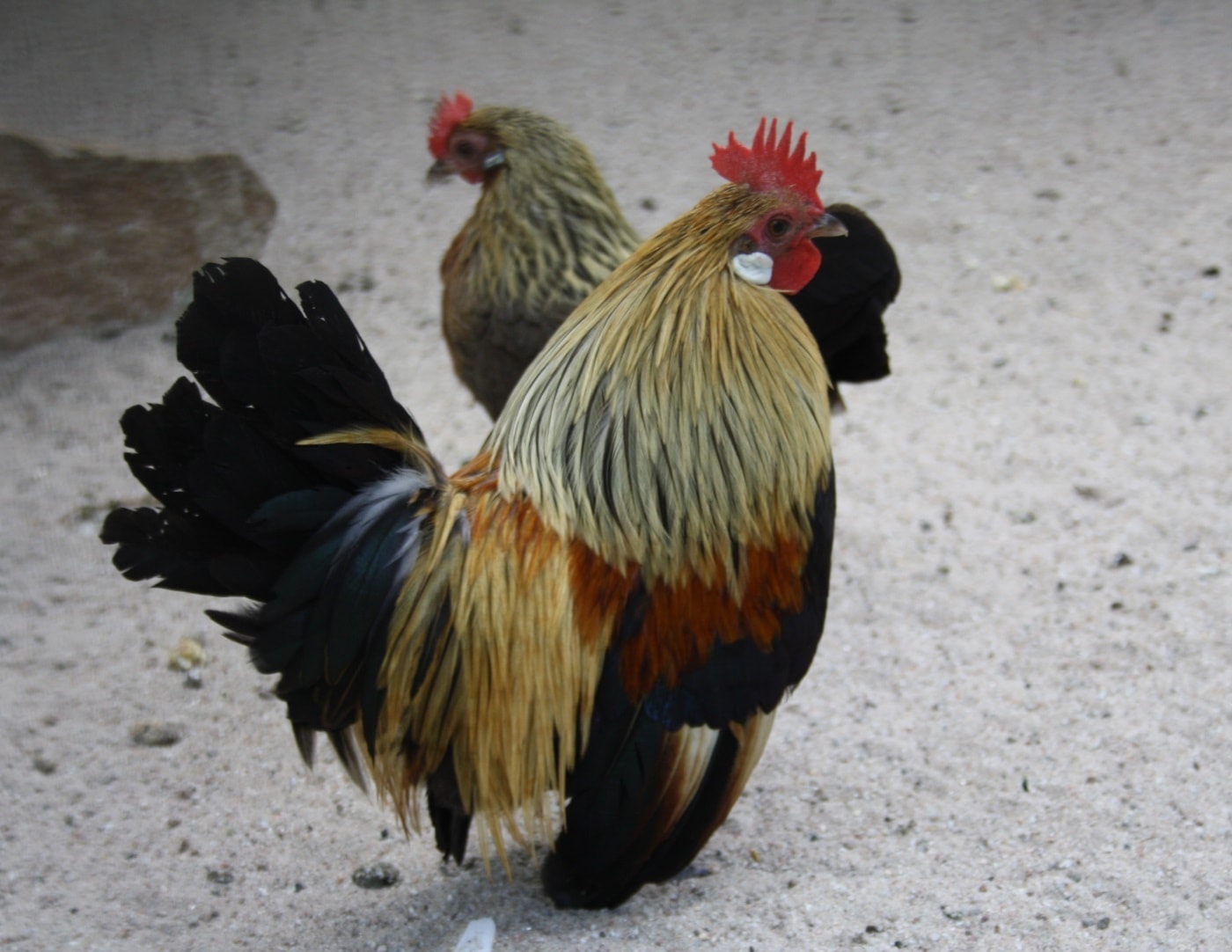 Holländische Zwerghühner - Quirrlige und frohwüchsige Familienhühner