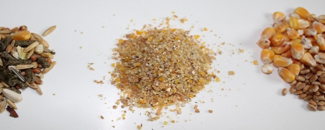 10 Hühnerfuttertipps - Mit einfachen Mitteln leckeres Futter für die Hühner