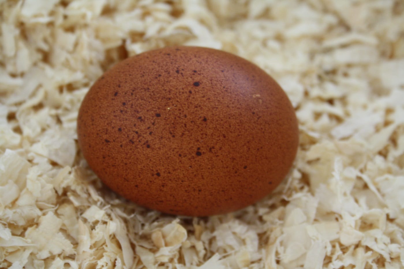 Marans legen Eier in Schokoladenfarbe - Super Hühnerrasse für Anfänger