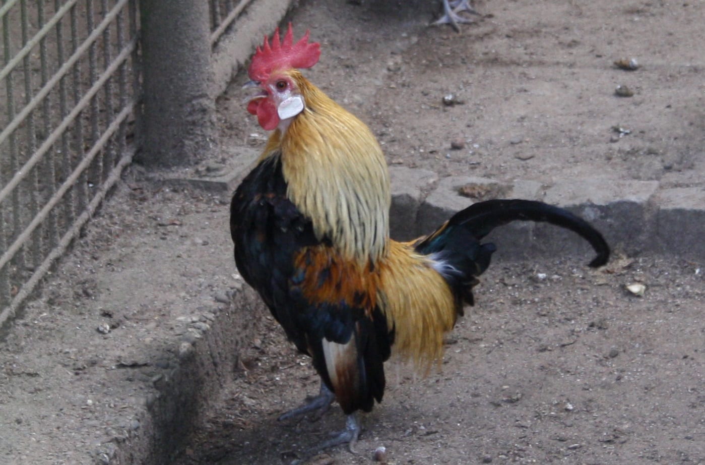 Brauchen Hühner einen Hahn? - Huehner-Hof beantwortet eure Fragen