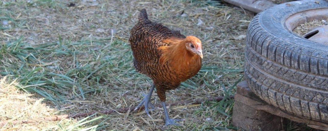 Gibt es Blauleger Hühner? - Wir stellen 3 Rassen vor die blaue Eier legen!