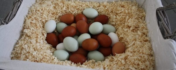 Gibt es Blauleger Hühner? - Wir stellen 3 Rassen vor die blaue Eier legen!