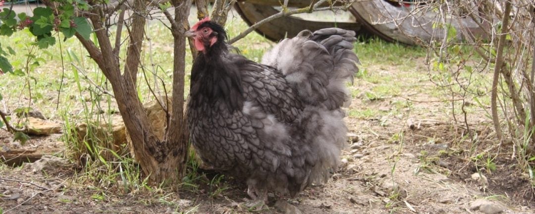 Gibt es Blauleger Hühner? - Wir stellen 3 Rassen vor die blaue Eier legen!