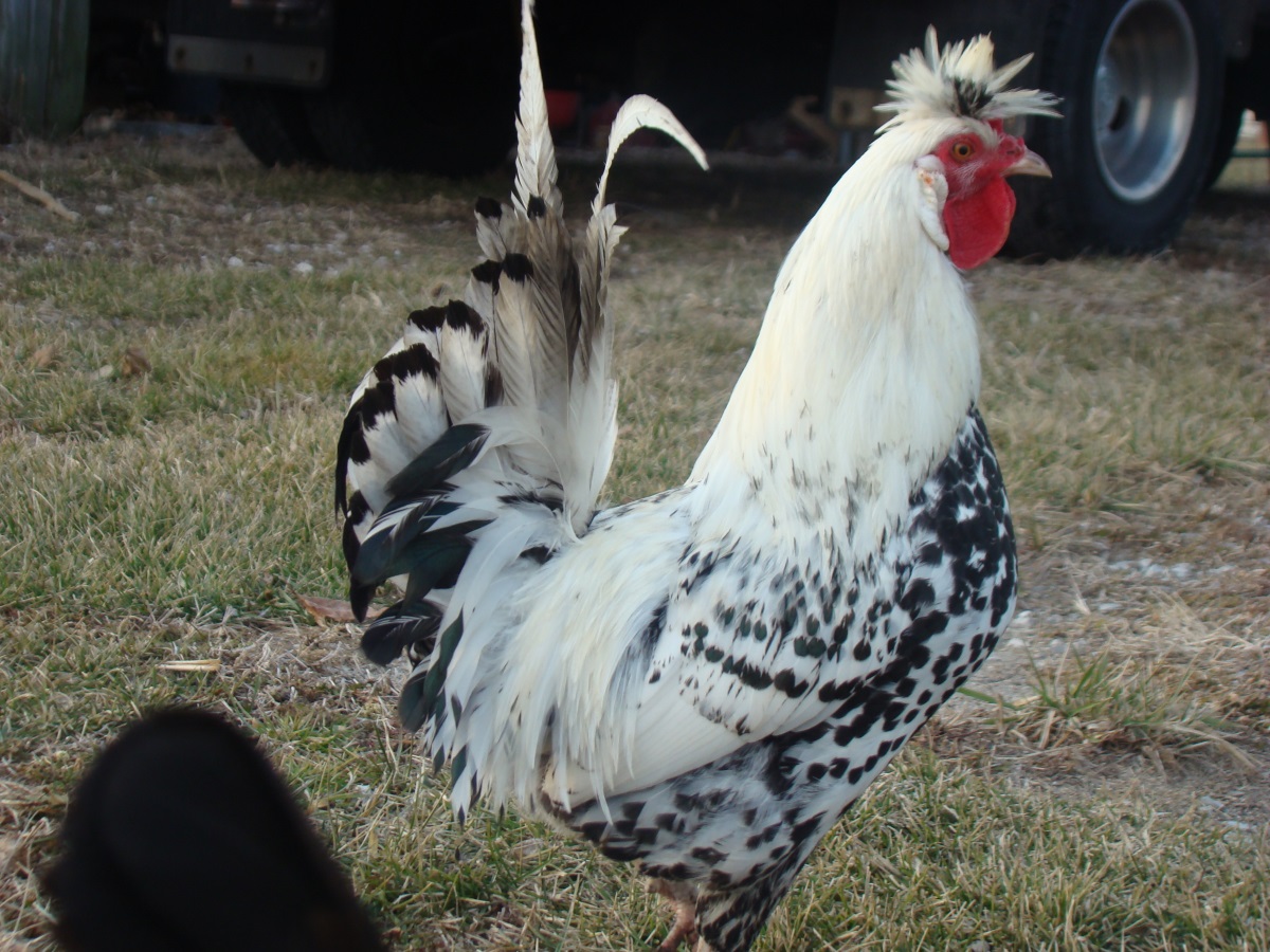 Appenzeller Spitzhauben: Robust bei Kälte und wehrhaft bei Fressfeinden