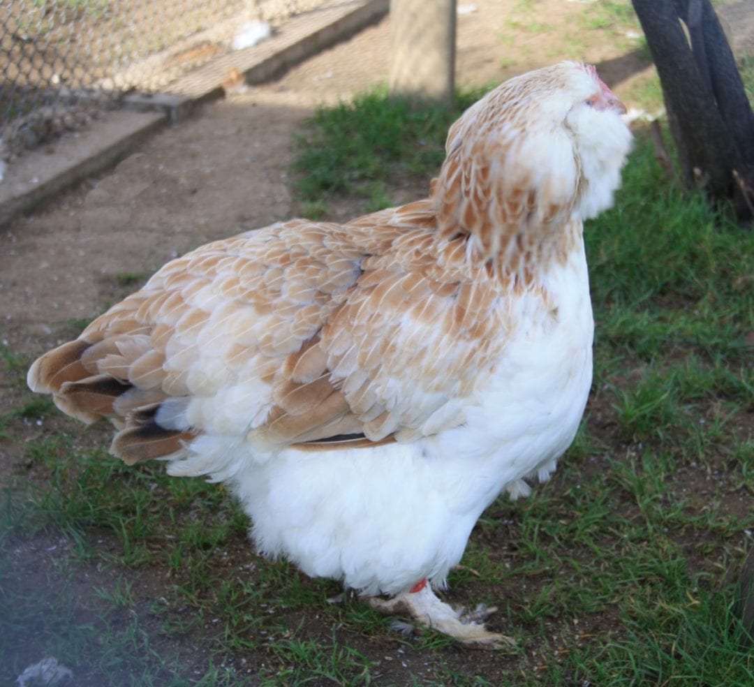 Winterleger Hühnerrassen - Huehner-Hof.com