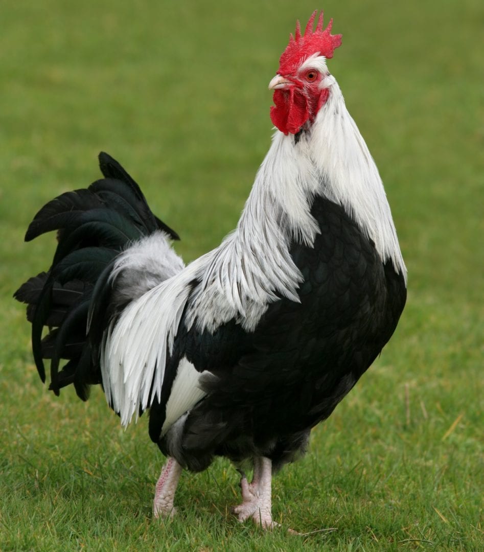 Brahma Hühner: 3 Aussergewöhnliche Besonderheiten dieser Rasse