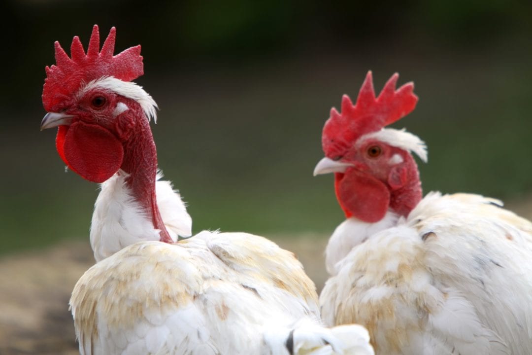 Sundheimer Hühner: Die perfekten Familienhühner: Bis 220 Eier im Jahr