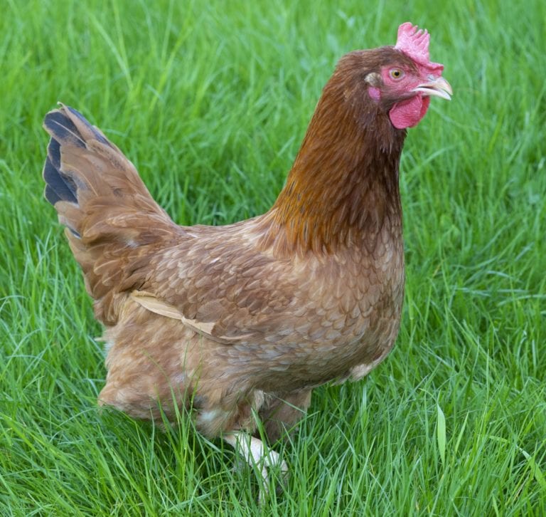 Marans legen Eier in Schokoladenfarbe - Super Hühnerrasse für Anfänger