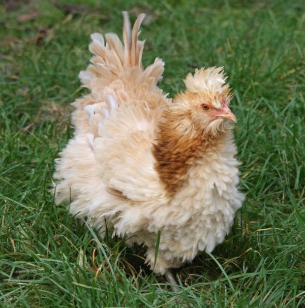 Cochin Hühner: Robuste und sehr friedliche, große Familienhühner