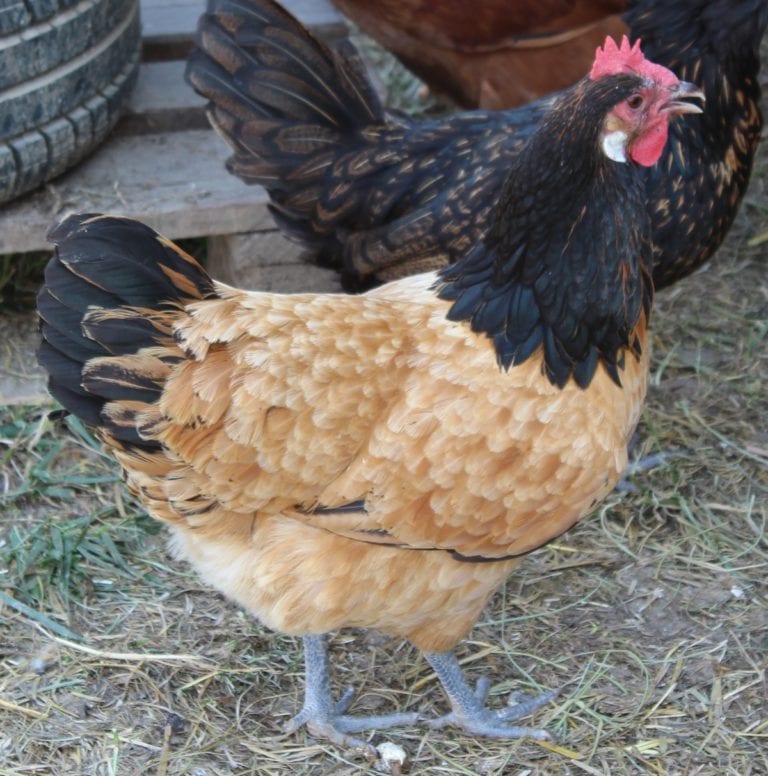 Amrock Huhn - Perfekte schwere Zwiehühner: Viele Eier und Fleisch