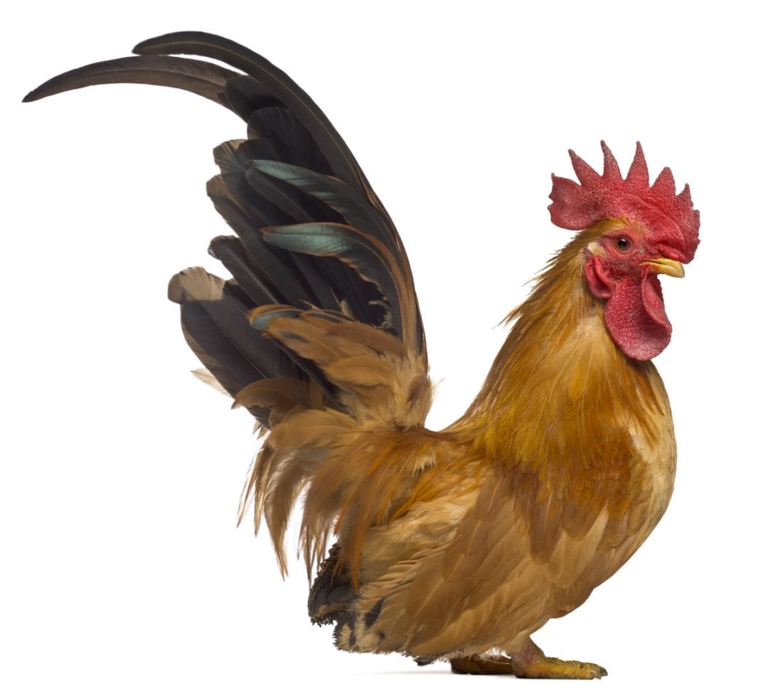 Chabos - Werden sehr schnell sehr zutraulich und sind Familienhühner