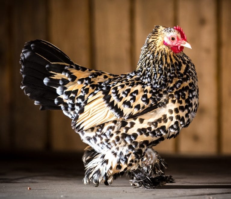 Bantam Huhn - Guirlige und handzahme Gartenhühner mit guter Leistung