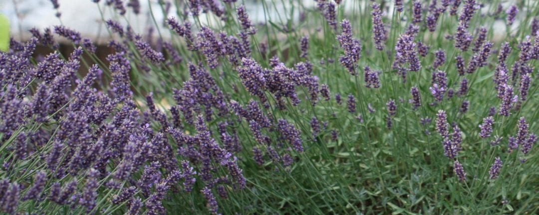 Milben bei Hühnern bekämpfen ⇒5 Hausmittel die sicher helfen •Praxistipp