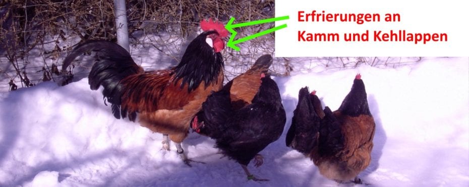 Federfressen bei Hühnern: Die häufigsten Ursachen ⇒Das können Sie tun!