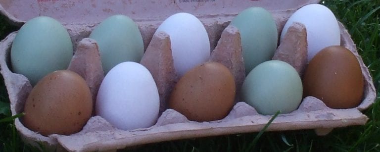 Gibt es Blauleger Hühner? - Wir stellen 3 Rassen vor die blaue Eier legen!