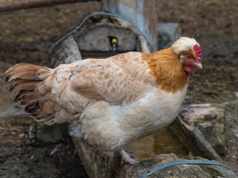 Sundheimer Hühner: Die perfekten Familienhühner: Bis 220 Eier im Jahr