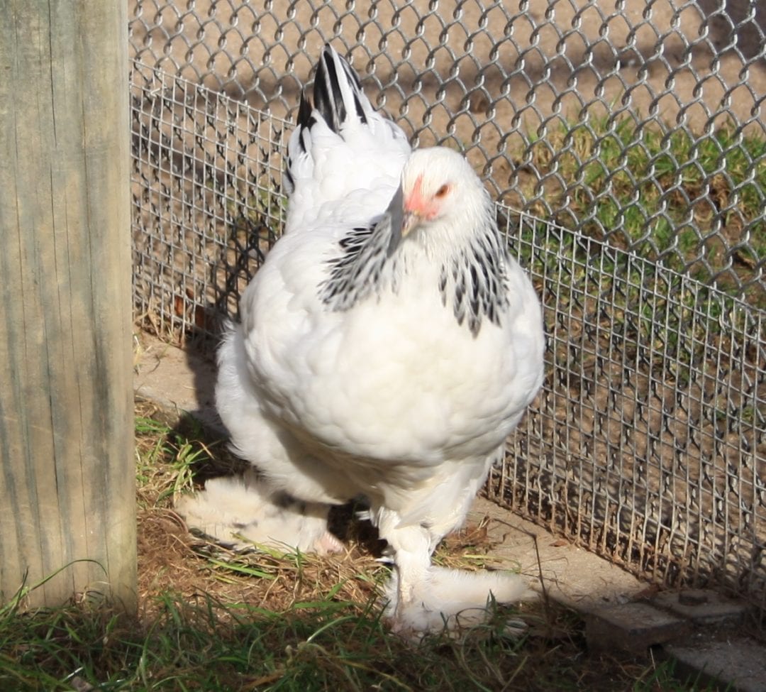 Königsberger Huhn - Hybridrasse für den Hobbyhalter