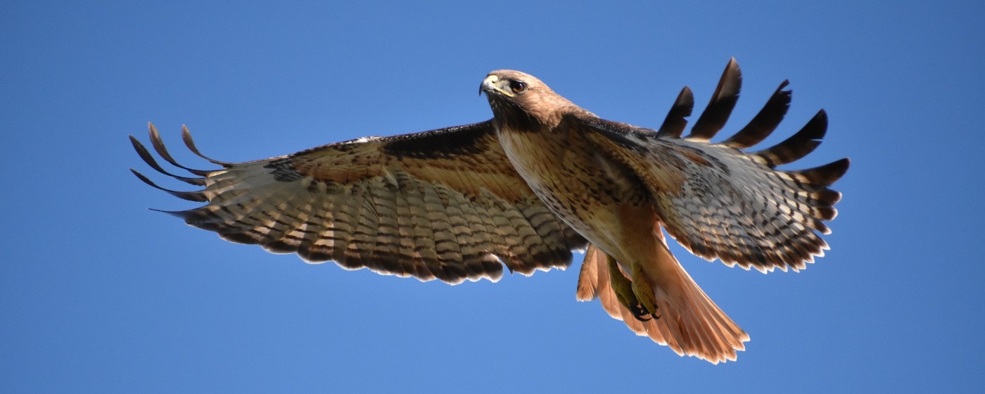 Fressfeinde der Hühenr: Fuchs, Marder, Wiesel, Ratten, Habicht und Co.