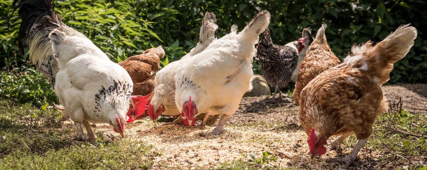 So solltest du deine Hühner füttern! Die täglichen Arbeiten im Überblick