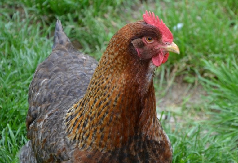 Marans legen Eier in Schokoladenfarbe - Super Hühnerrasse für Anfänger