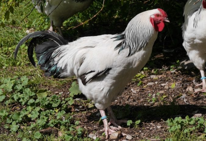 Krüper Huhn: Alte deutsche Rasse extrem vom Aussterben bedroht!