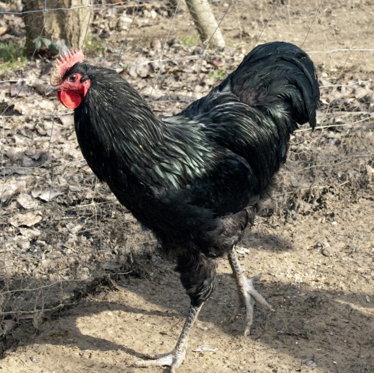 Krüper Huhn: Alte deutsche Rasse extrem vom Aussterben bedroht!