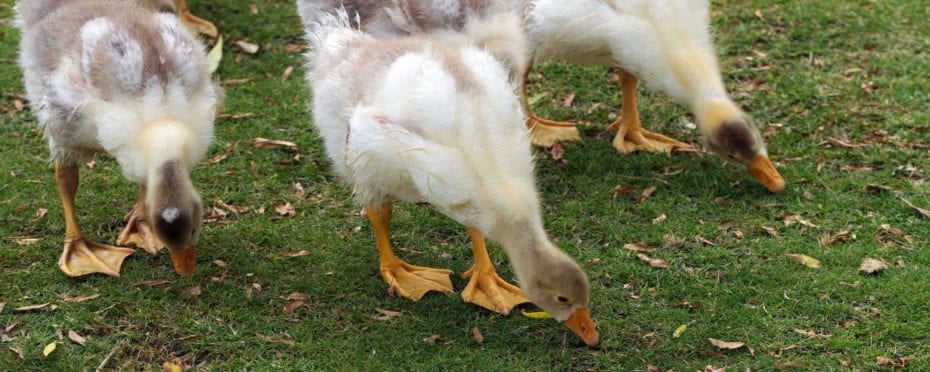 Was fressen Gänse? Gräser, Obst und Gemüse! Fertigfutter?