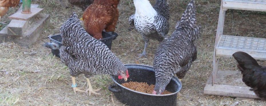 Was sind Hybridhühner und wo liegen die Unterschiede zu Rassehühnern?