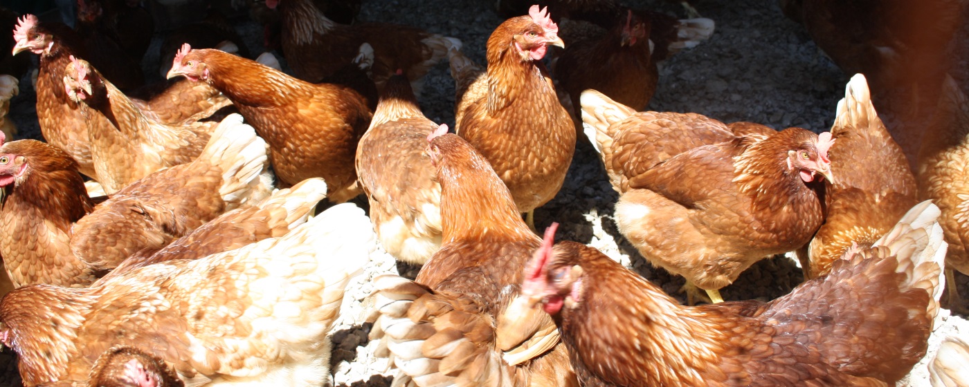 Was sind Hybridhühner und wo liegen die Unterschiede zu Rassehühnern?