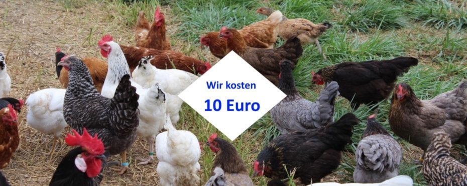 Erstaunlich Legehennen Kaufen In Der Nähe Fotos