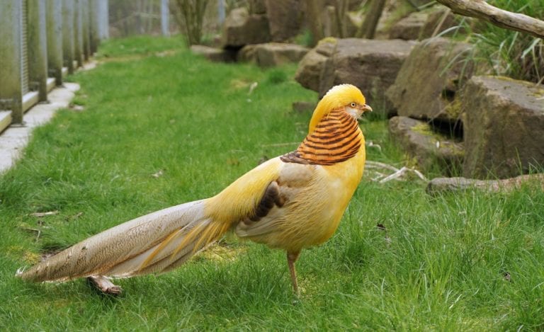 Fasane halten: Stall, Voliere, Pflege und Ernährung - Grundlagenwissen