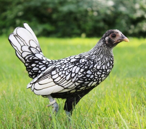 Chabos - Werden sehr schnell sehr zutraulich und sind Familienhühner