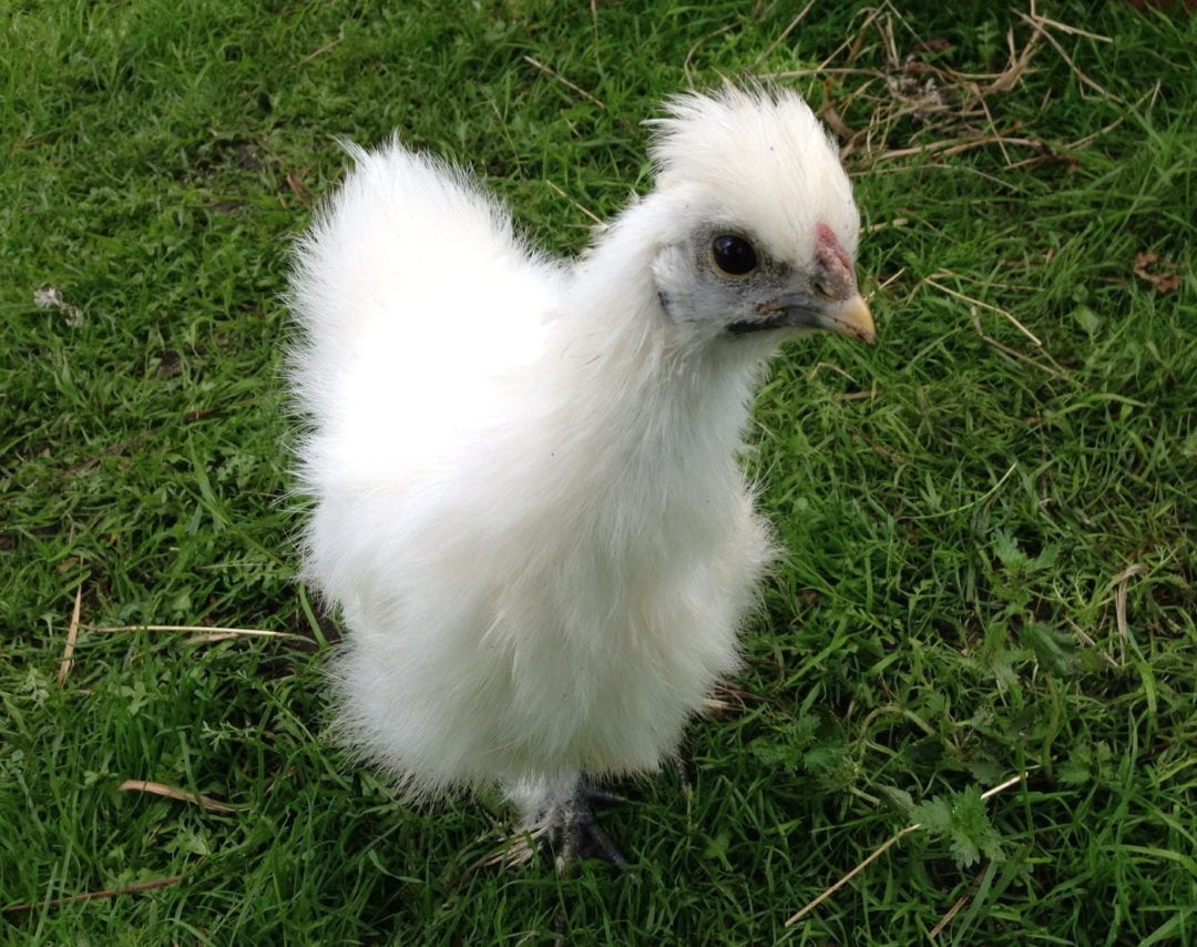 Chabos - Werden sehr schnell sehr zutraulich und sind Familienhühner