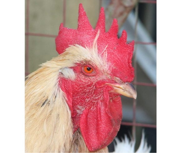 Zwerg-Welsumer: 180 Eier im ersten vollen Legejahr mit kanpp 50 Gramm!