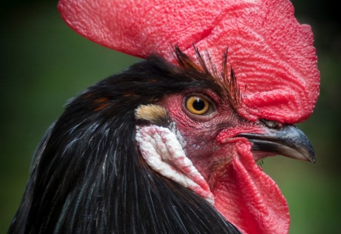Cochin Hühner: Robuste und sehr friedliche, große Familienhühner