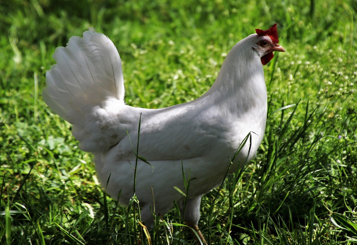 Amrock Huhn - Perfekte schwere Zwiehühner: Viele Eier und Fleisch