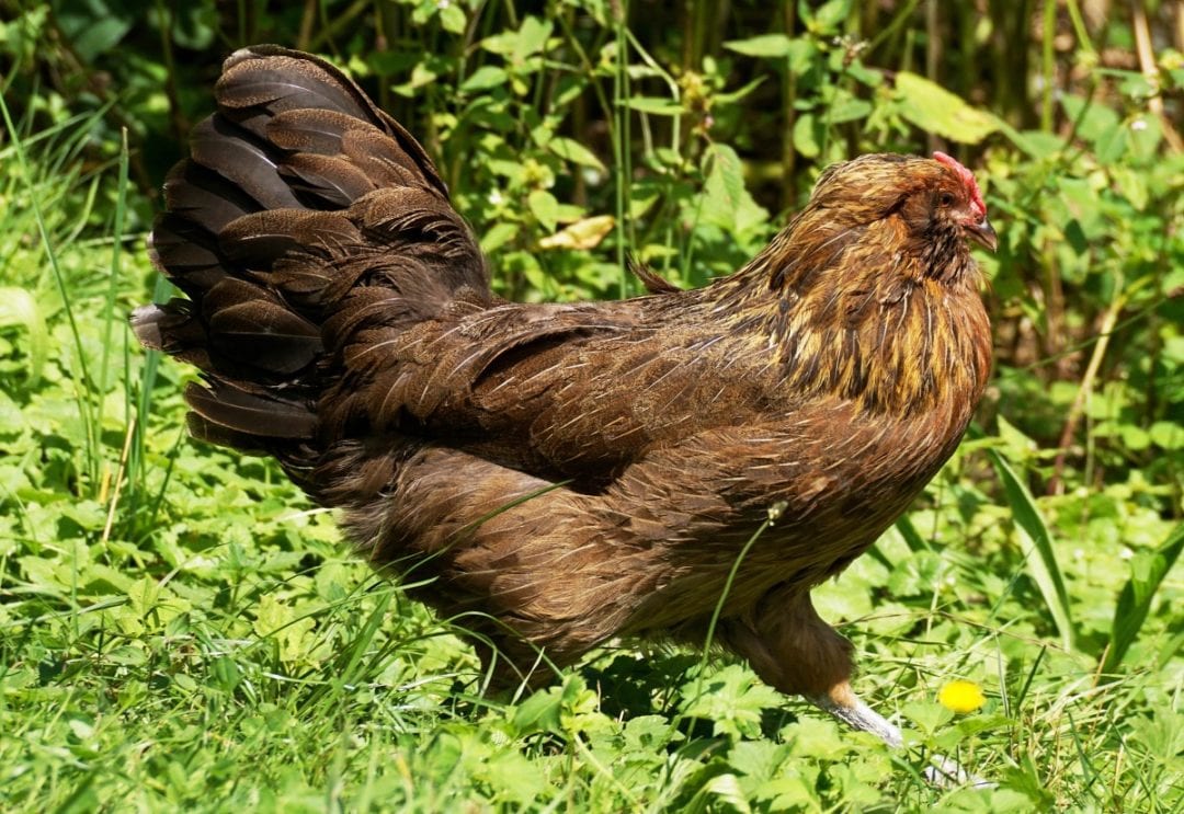 Schweizerhuhn im Portrait: Zweinutzungshuhn, Leistung, Haltung