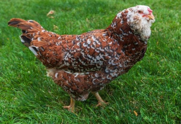 Orloff Huhn: Russisches Nationalhuhn ist auch in Deutschland sehr gefragt