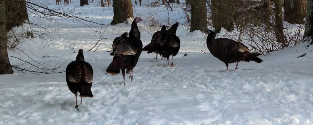 Was fressen Puten? - Gesund und Vital mit diesen einfachen Futtersorten!