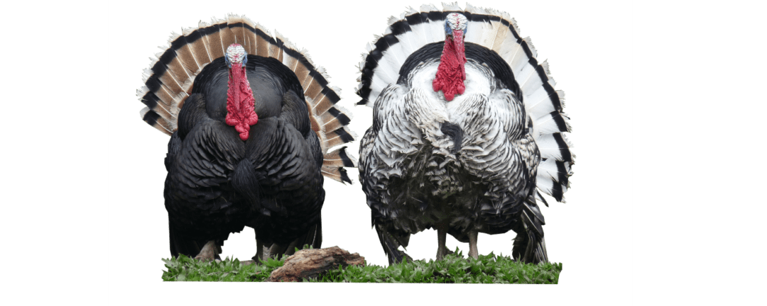 Was fressen Puten? - Gesund und Vital mit diesen einfachen Futtersorten!