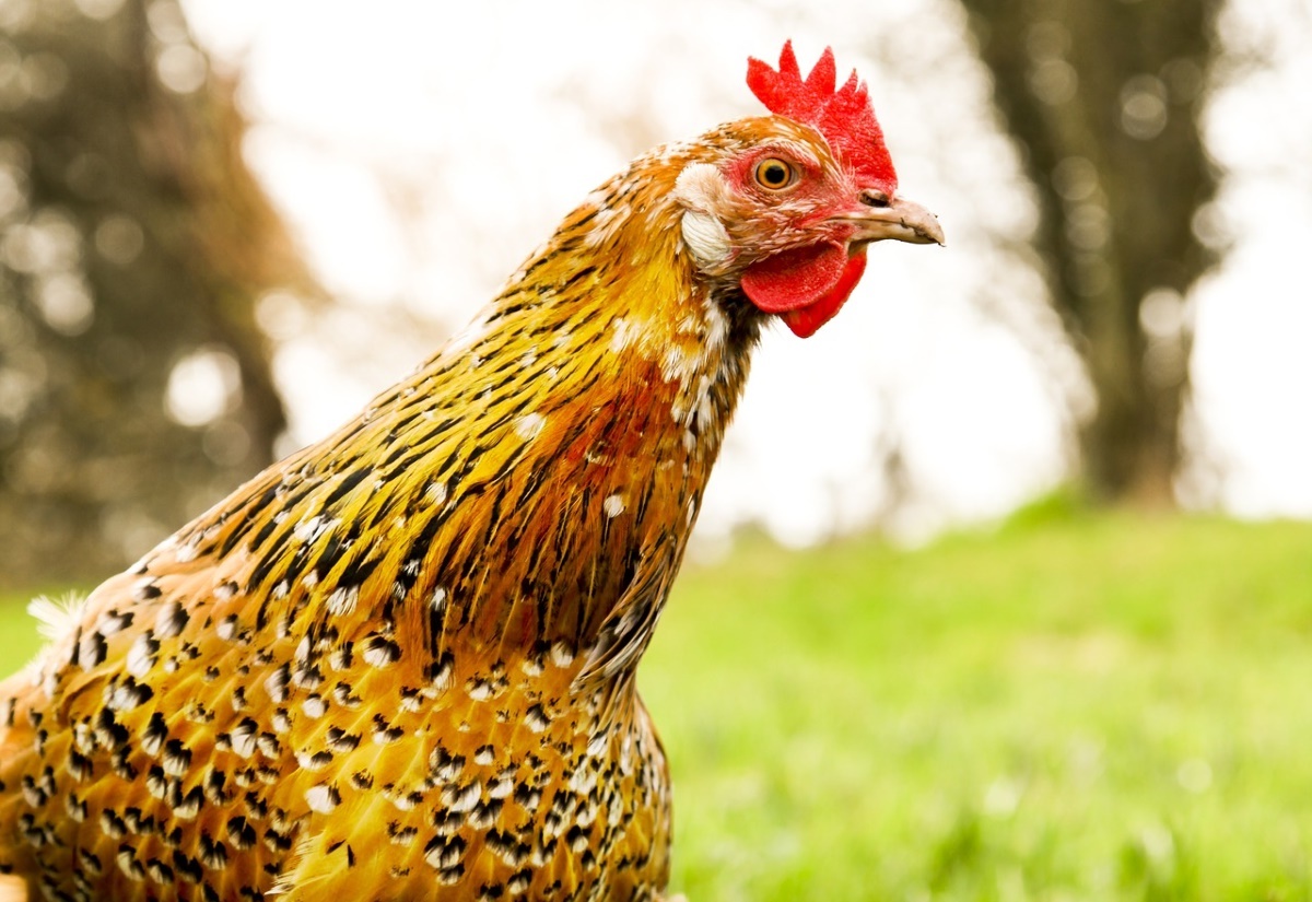 Orpington: Riesige Hühner, die gerne brüten und Küken perfekt führen