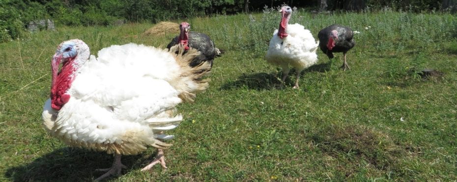 8 robuste Putenrassen im Portrait: Ideal für Einsteiger und Selbstversorger