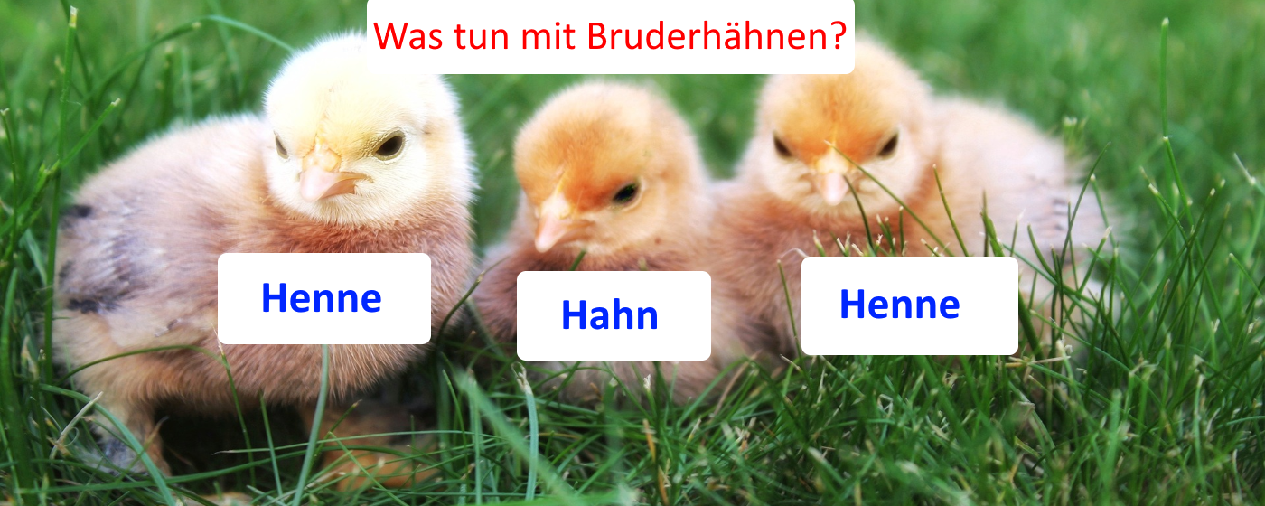 Gibt es Blauleger Hühner? - Wir stellen 3 Rassen vor die blaue Eier legen!