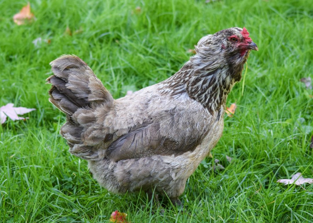 Königsberger Huhn - Hybridrasse für den Hobbyhalter