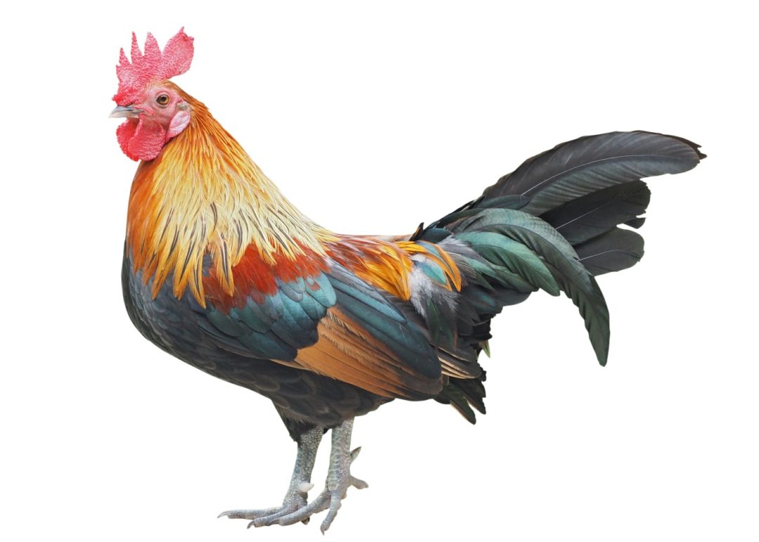 Deutsches Buschhuhn Portrait: Hühner sollen wild überleben!