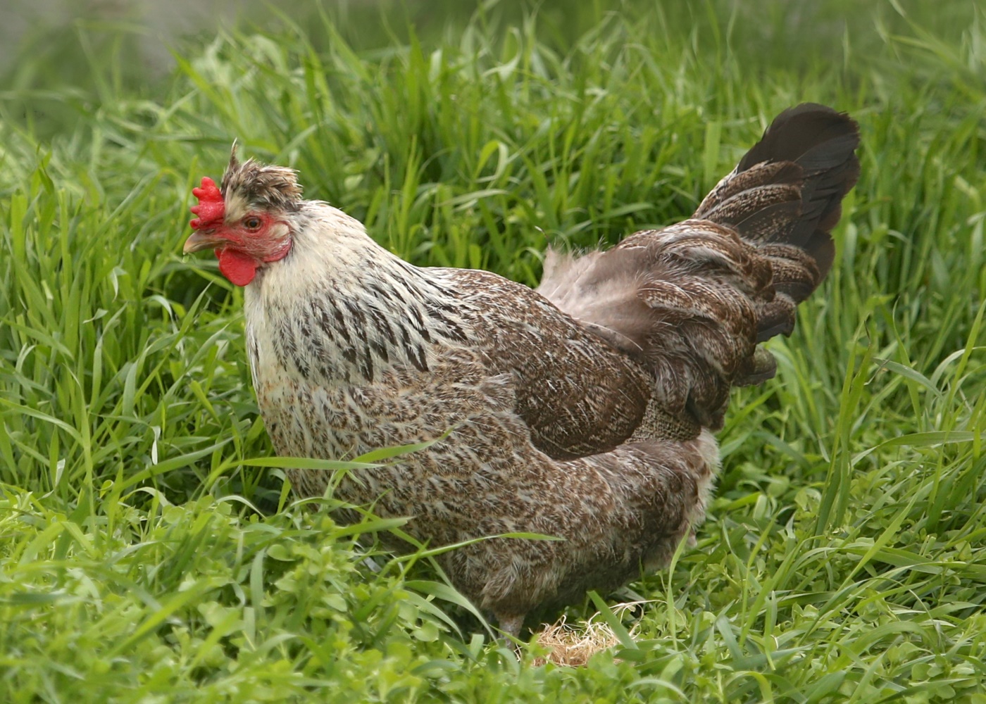 Cream Legbar Portrait: Haltung der Anfängerhühner die blaue Eier legen