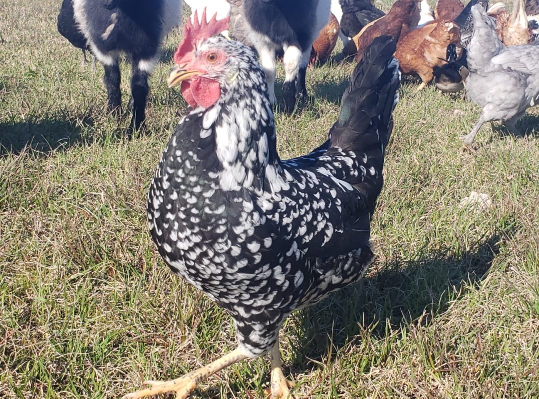 Brahma Hühner: 3 Aussergewöhnliche Besonderheiten dieser Rasse